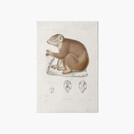 "Koala, BrunVoyage au Pole Sud et dans l'Oceanie byLouis LE BRETON ...