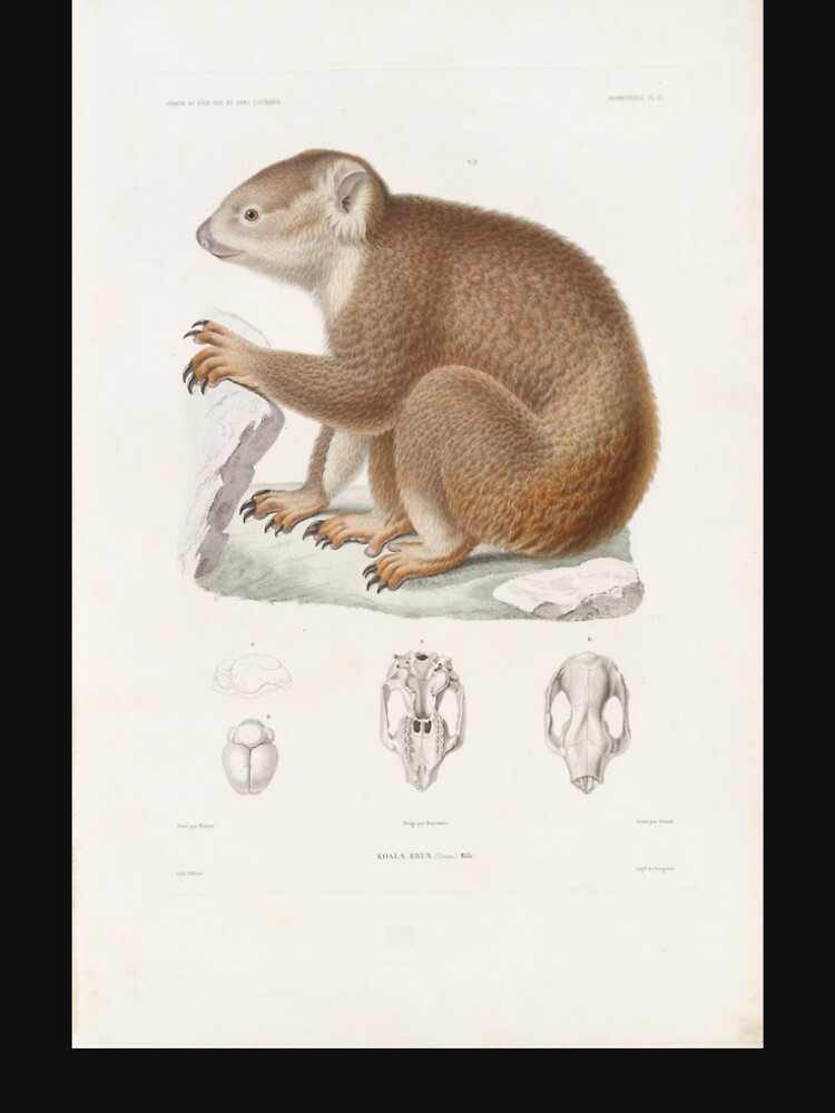 "Koala, BrunVoyage au Pole Sud et dans l'Oceanie byLouis LE BRETON ...