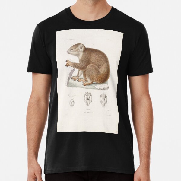 "Koala, BrunVoyage au Pole Sud et dans l'Oceanie byLouis LE BRETON ...