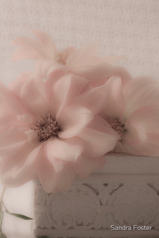 "Dahlias - Oh So Soft!" by Sandra Foster | Redbubble