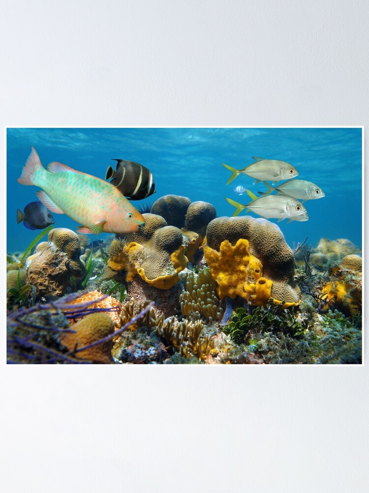 "Underwater scenery with fish in a coral reef" Poster by Seaphotoart ...