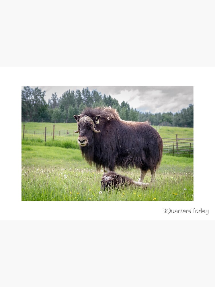 Poster « Faune nord-américaine - Bœuf et veau musqués d'Alaska », par ...
