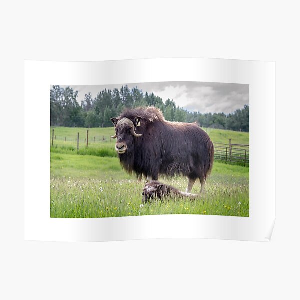 Poster « Faune nord-américaine - Bœuf et veau musqués d'Alaska », par ...