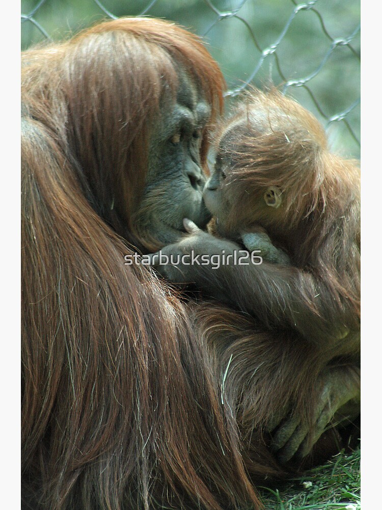 "Tender Love of an Orangutan" Poster by starbucksgirl26 | Redbubble