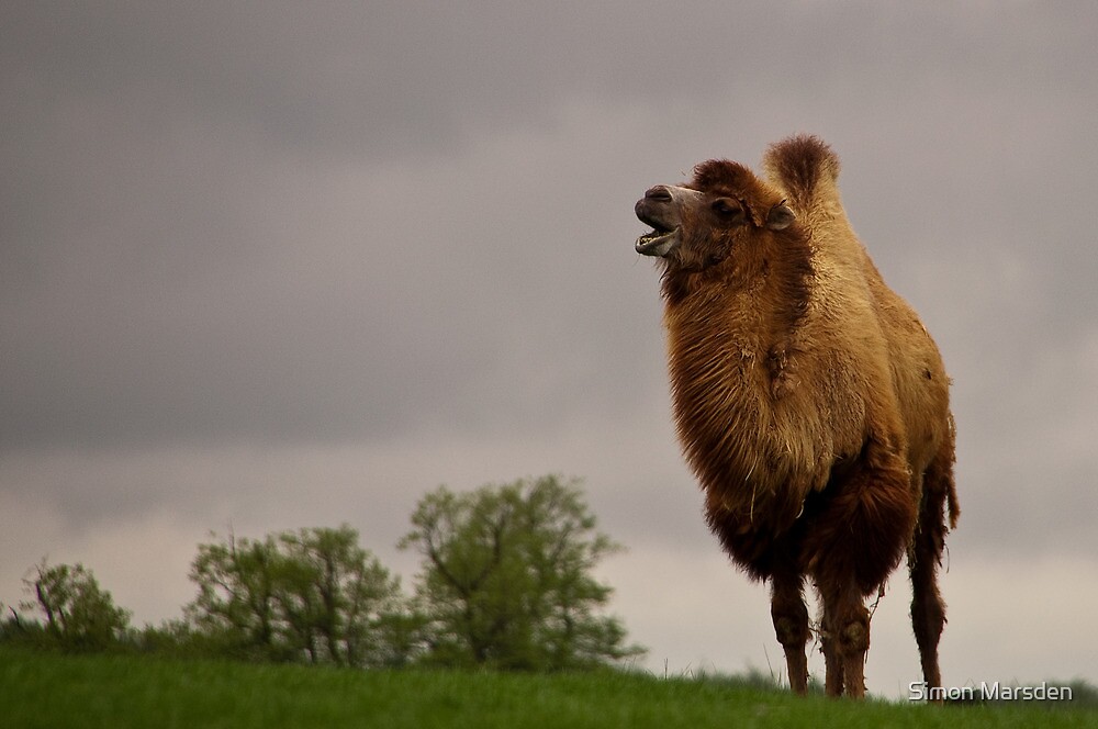 "My kingdom for a camel" by Simon Marsden | Redbubble