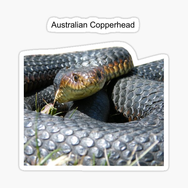 "Copperhead" Sticker for Sale by MickThow | Redbubble