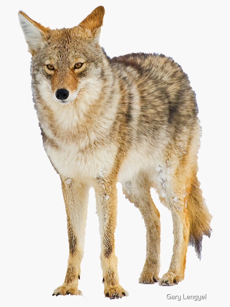 "Coyote" Sticker for Sale by glengyel | Redbubble