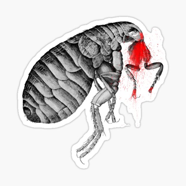"The flea..." Sticker by NuhSarche | Redbubble