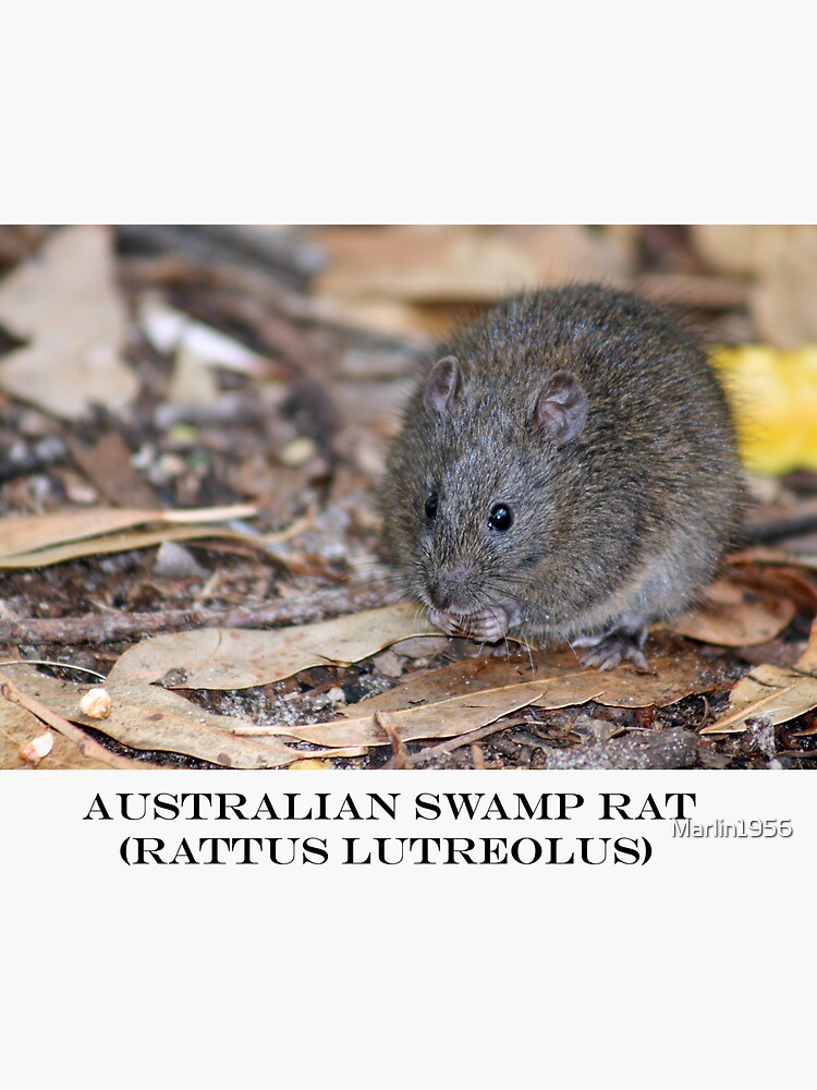 "Australian Swamp Rat" Sticker for Sale by Marlin1956 | Redbubble