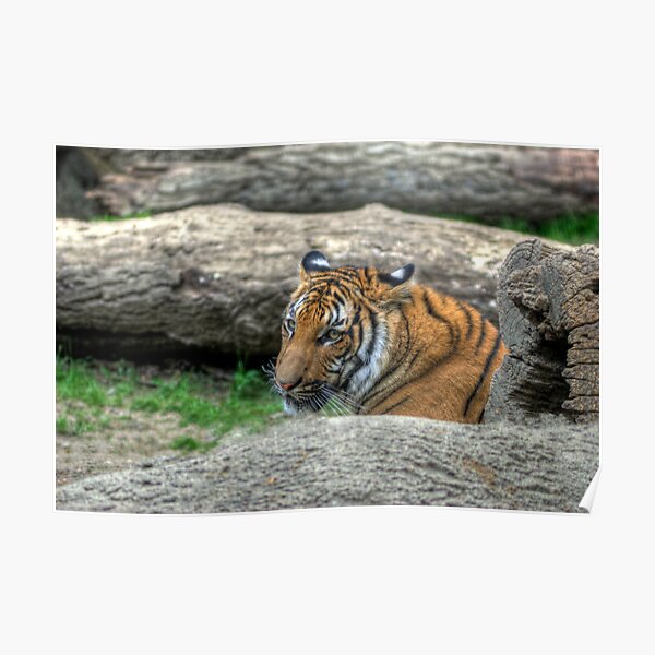 "Waiting For Calvin" Poster by s-birdwhistell | Redbubble