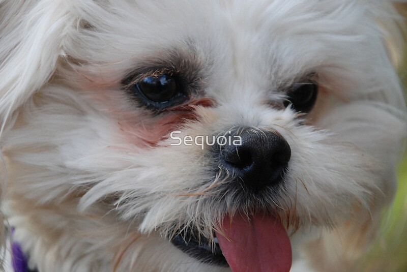 "Buddy Beautiful Face" by Sharon A Bunting | Redbubble