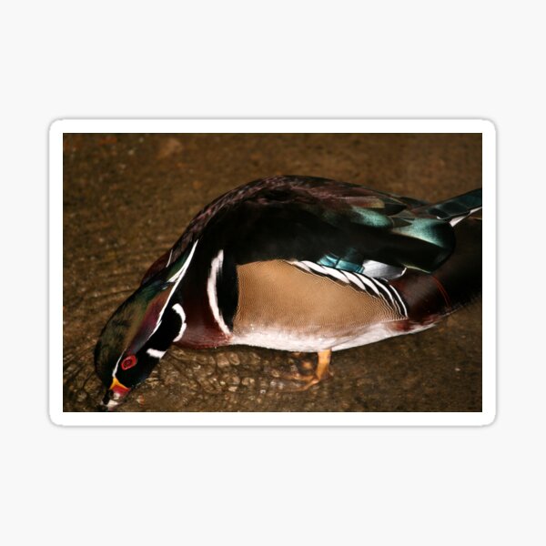 "Drake Wood Duck" Sticker for Sale by umpa1 | Redbubble