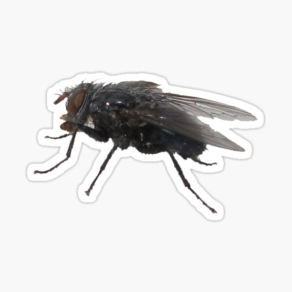 "the fly..." Sticker by kangarookid | Redbubble