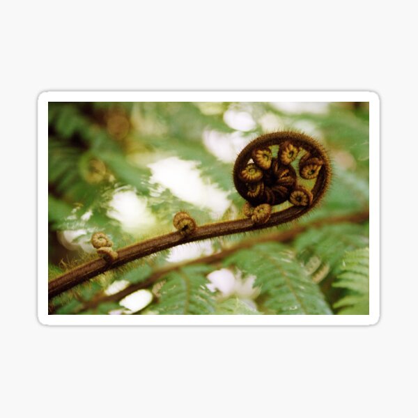 "Koru" Sticker for Sale by ardwork | Redbubble