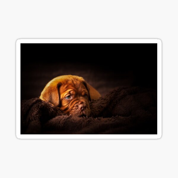 "OMG - Super Cute Puppy Photo" Sticker for Sale by JoshBohmier | Redbubble