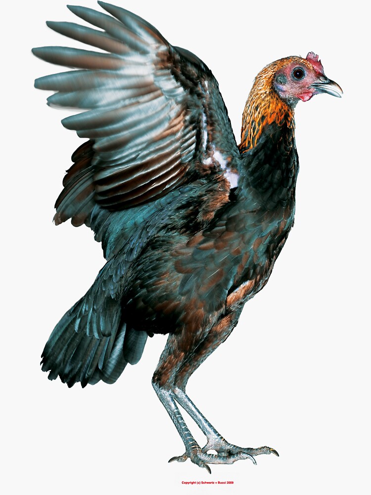 "Brown Red Modern Game Hen" Sticker by schwartz | Redbubble