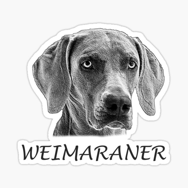"Weimaraner Dog" Sticker by Pam069 | Redbubble