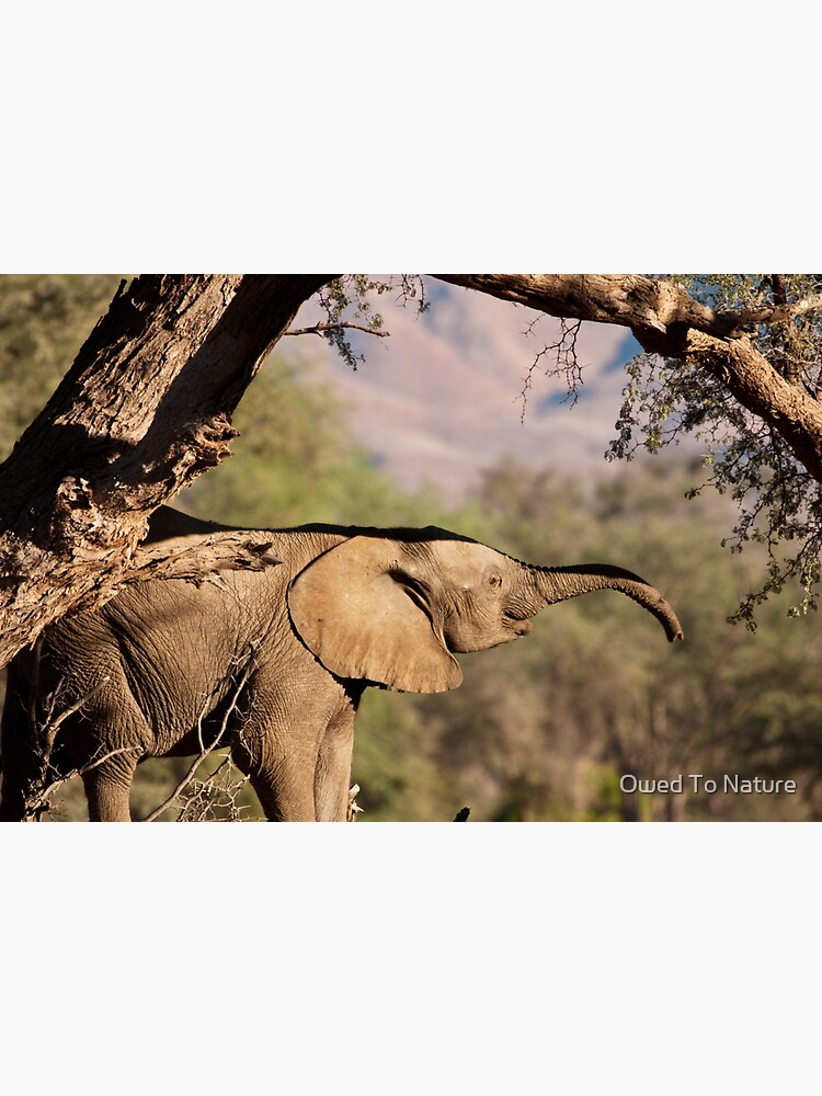 "Trunk hello" Sticker for Sale by owedtonature | Redbubble