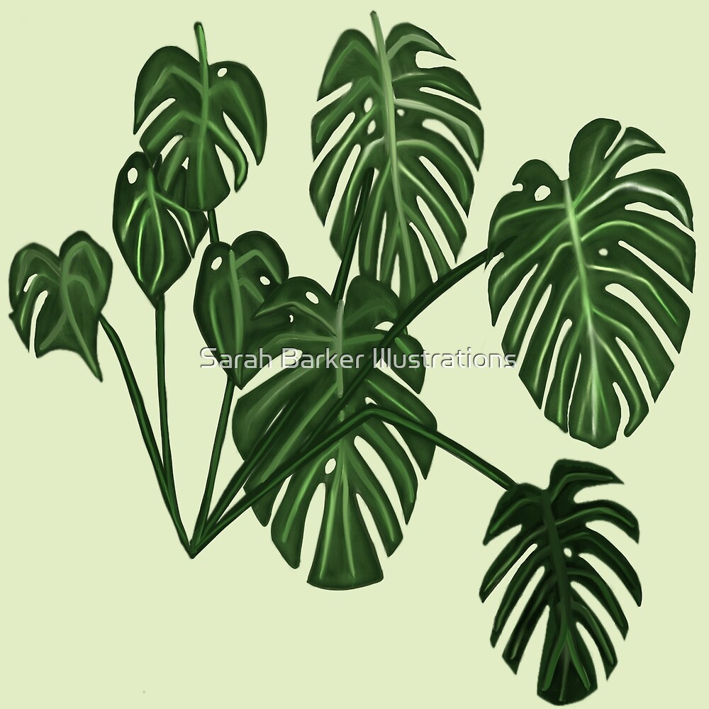 "Cheese plant leaves pattern " by Sarah Barker Illustrations | Redbubble