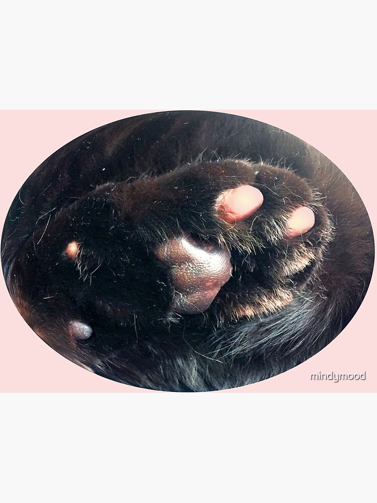 "Black cat toe beans" Poster by mindymood | Redbubble