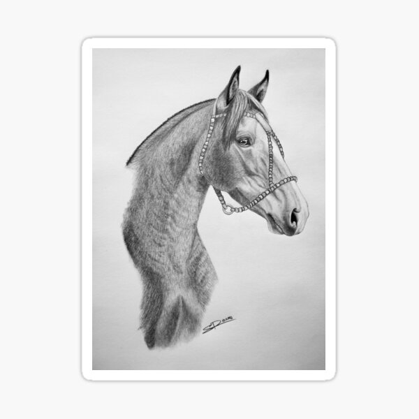""Argentinian Beauty" - Criollo mare" Sticker by earth2sd | Redbubble