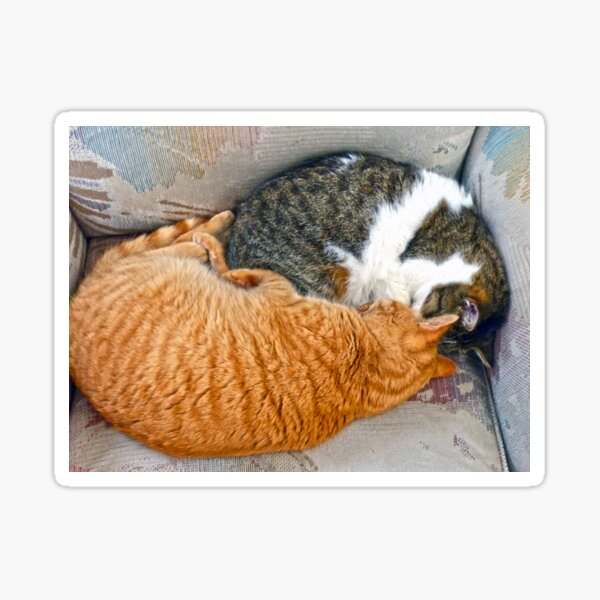 "Staying Warm" Sticker by FrankieCat | Redbubble