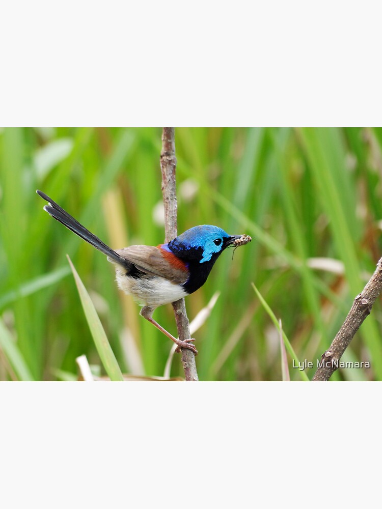 "Variegated Fairy-Wren" Sticker by Elmacca | Redbubble