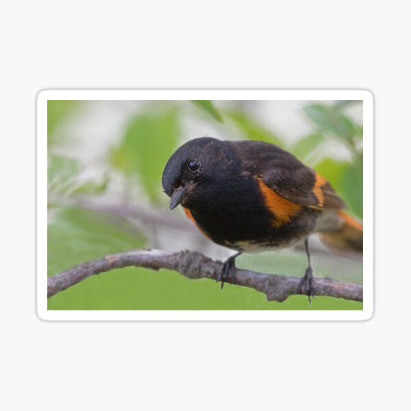 "American Redstart" Sticker for Sale by WorldDesign | Redbubble