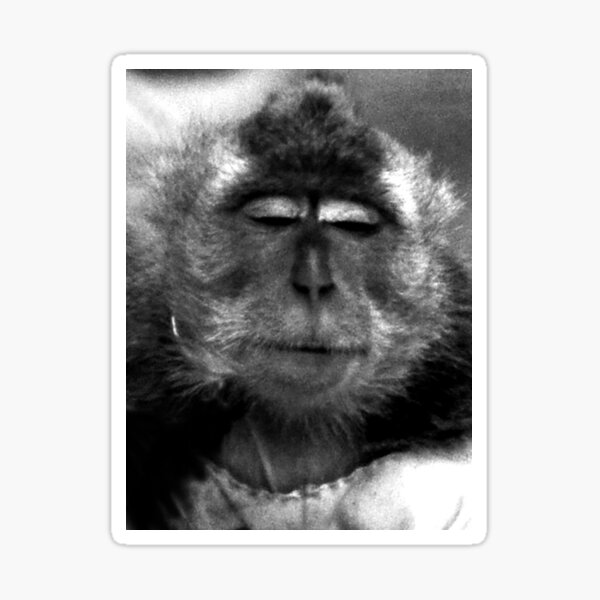 "Cute monkey" Sticker for Sale by barmalisiRTB | Redbubble