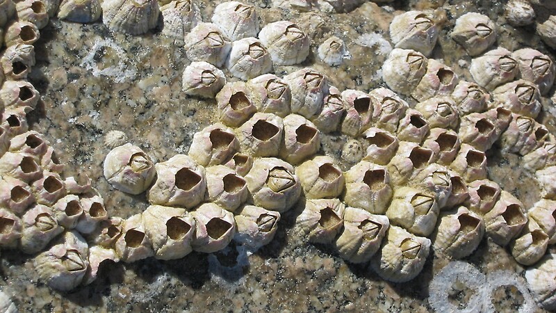"Shellfish on Rocks at Little Bay." by Mywildscapepics | Redbubble