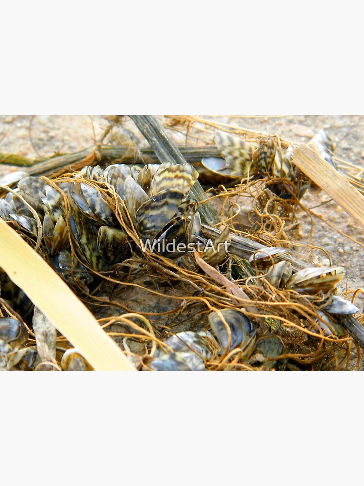 "Zebra Mussels" Sticker for Sale by WildestArt | Redbubble