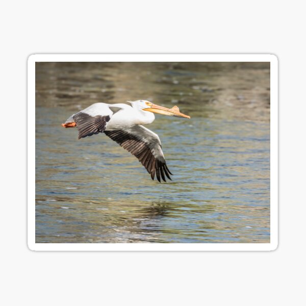 "Low Flyer" Sticker by Thomasyoung | Redbubble