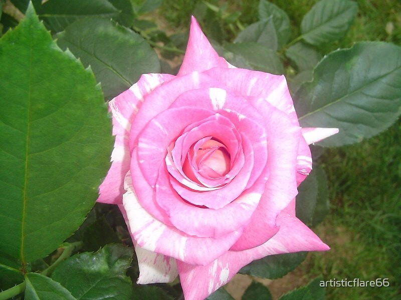 "my carnival rose" by artisticflare66 | Redbubble