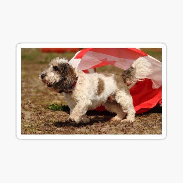 Pbgv Merch & Gifts for Sale | Redbubble