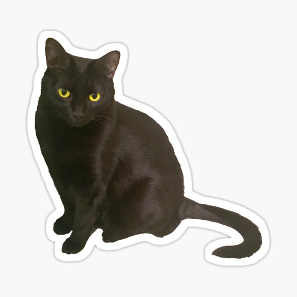 "Nikolai, the best black cat" Sticker by mindymood | Redbubble