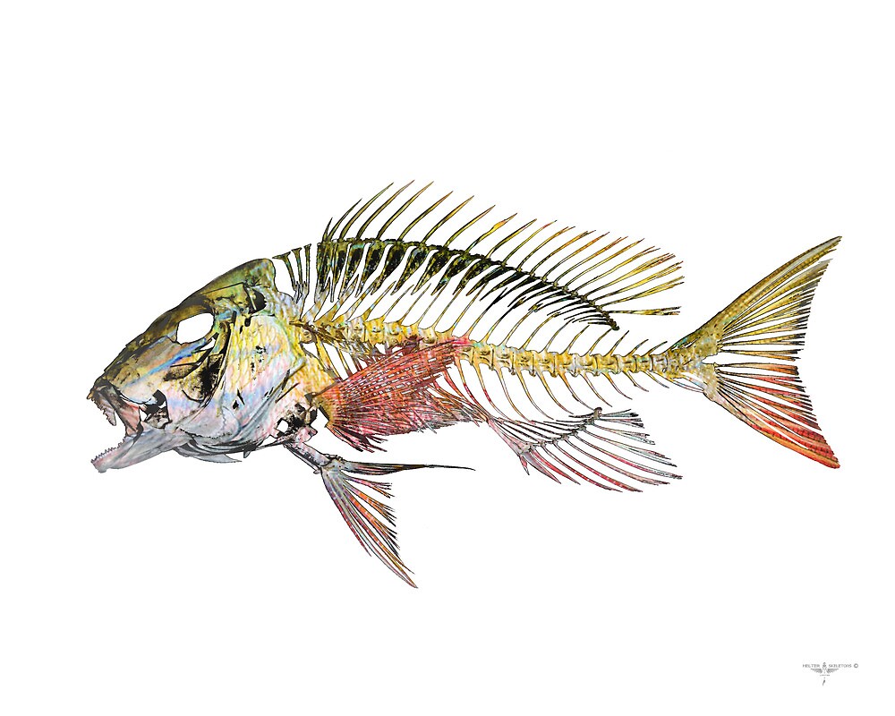 "Mutton Snapper" by helterskeletons | Redbubble