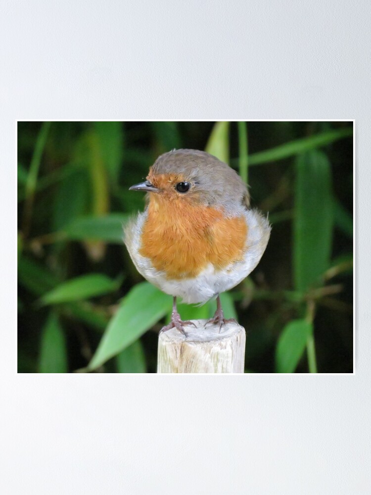 "Robin on Stick" Poster for Sale by coclareimages | Redbubble