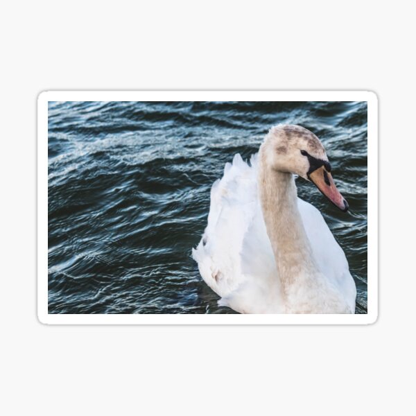 "Swan" Sticker by KimmiDallimore | Redbubble