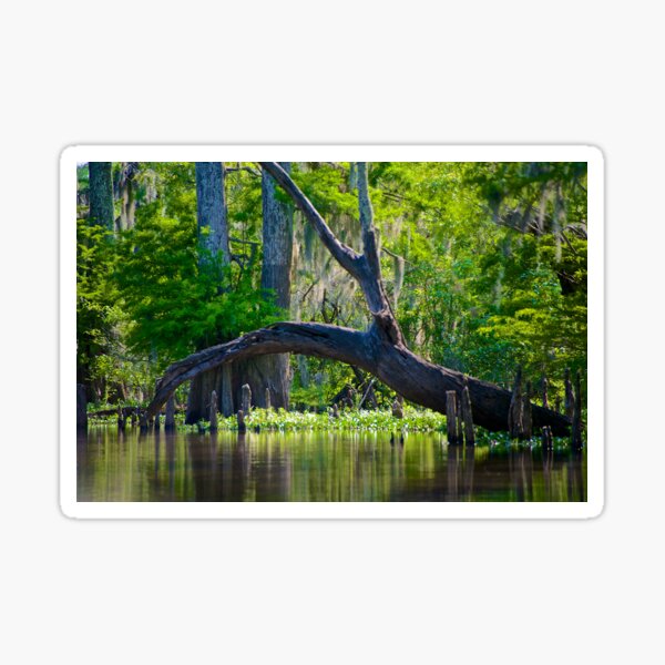 Atchafalaya Merch & Gifts for Sale | Redbubble