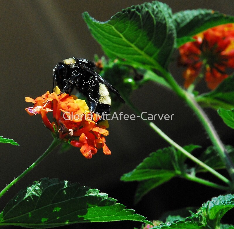 ""Spring Sonet"" by Gloria McAfee-Carver | Redbubble