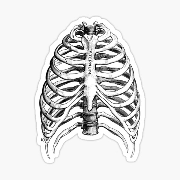 "Medical Illustration: Ribs" Sticker for Sale by kimduran | Redbubble
