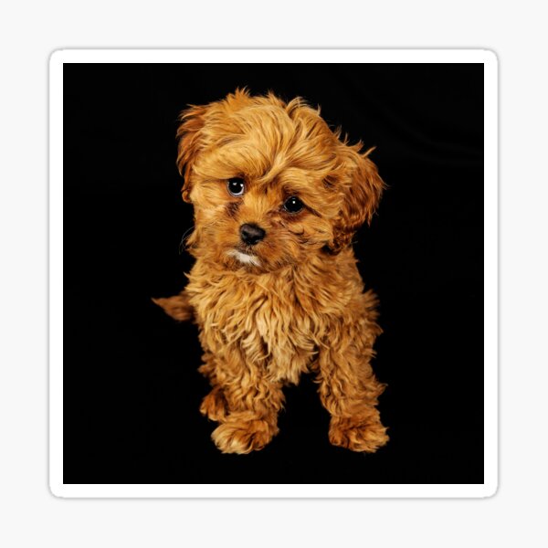 "Remi" Sticker by rcs339 | Redbubble