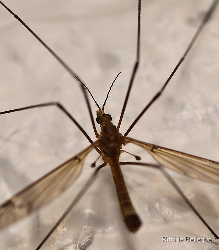 "Skeeter-Eater" by Ritchie Belleque | Redbubble