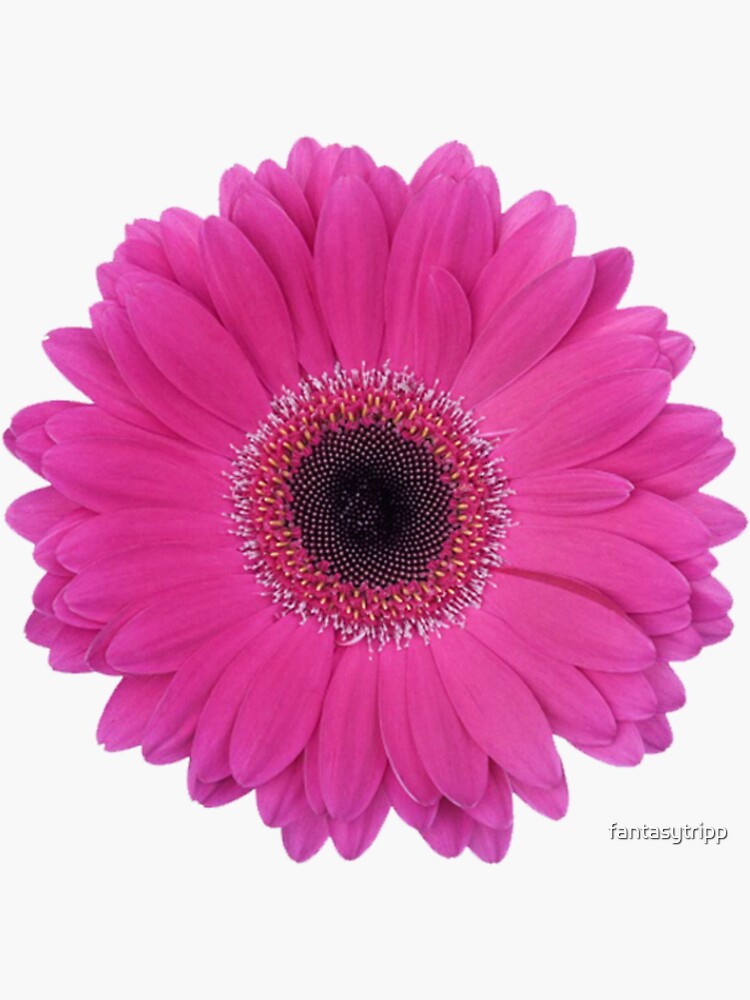 "Pink Daisy" Sticker by fantasytripp | Redbubble
