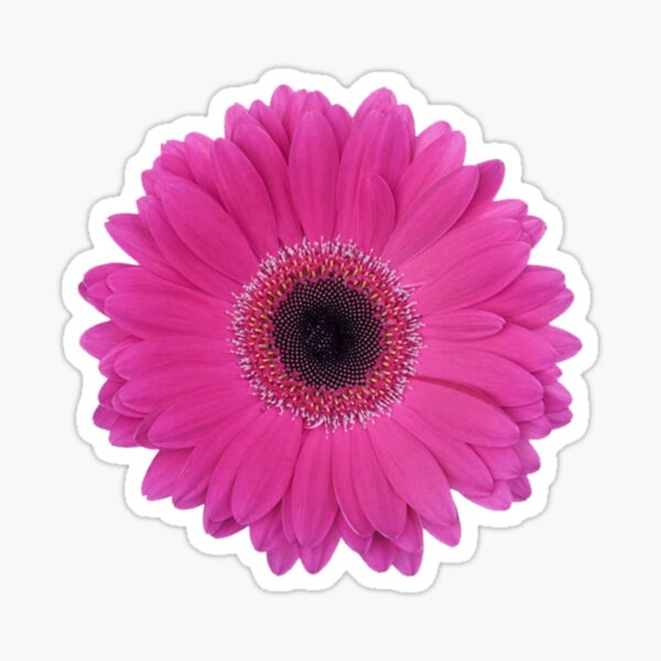 "Pink Daisy" Sticker by fantasytripp | Redbubble