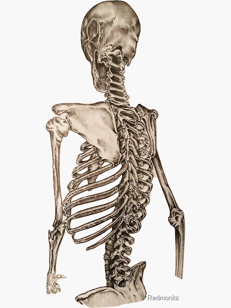 "HUman Spine" Sticker for Sale by Redmonks | Redbubble