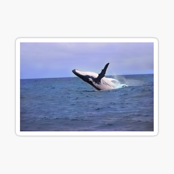 "Humpback Whale Breaching Near Puerto Lopez, Ecuador" Sticker for Sale ...