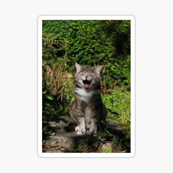 "Laughing cat" Sticker for Sale by turniptowers | Redbubble