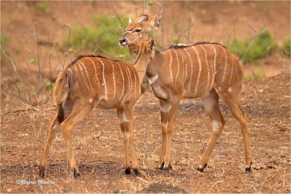 "ANIMAL AFFECTION - NJALA – Tragelaphus angasii" by Magriet Meintjes ...