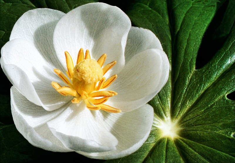 "Portrait of a Mayflower" by Nadya Johnson | Redbubble